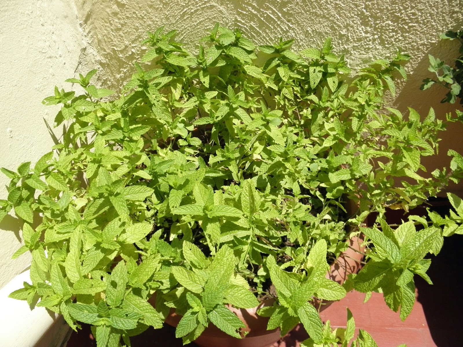 CLASIFICACIÓN DE LAS PLANTAS