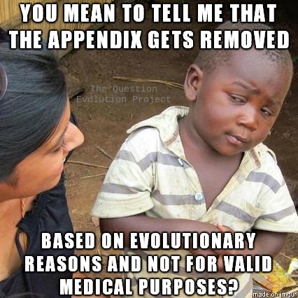 The Appendix is NOT "Vestigial"