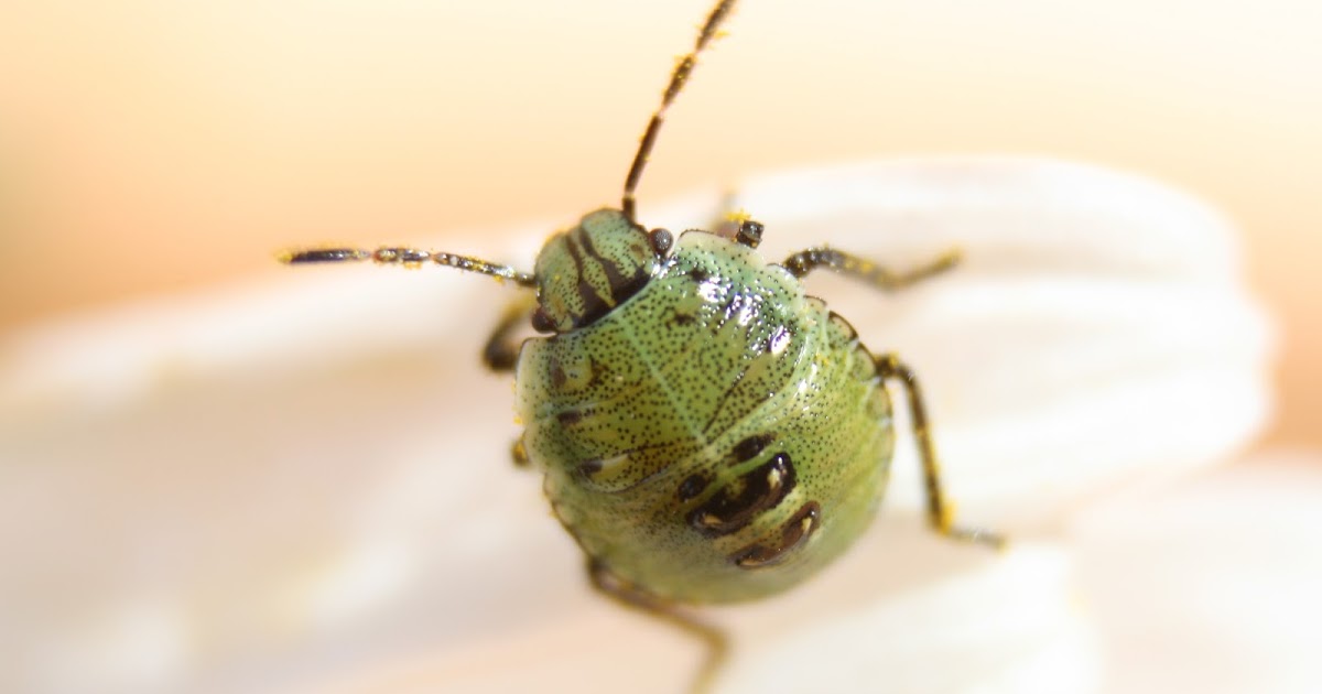 Natuurfotografie-Anita's-Art: Nimf van de groene stinkwants (Palomena ...