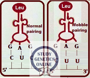 Study Genetics Online: 64 Codons