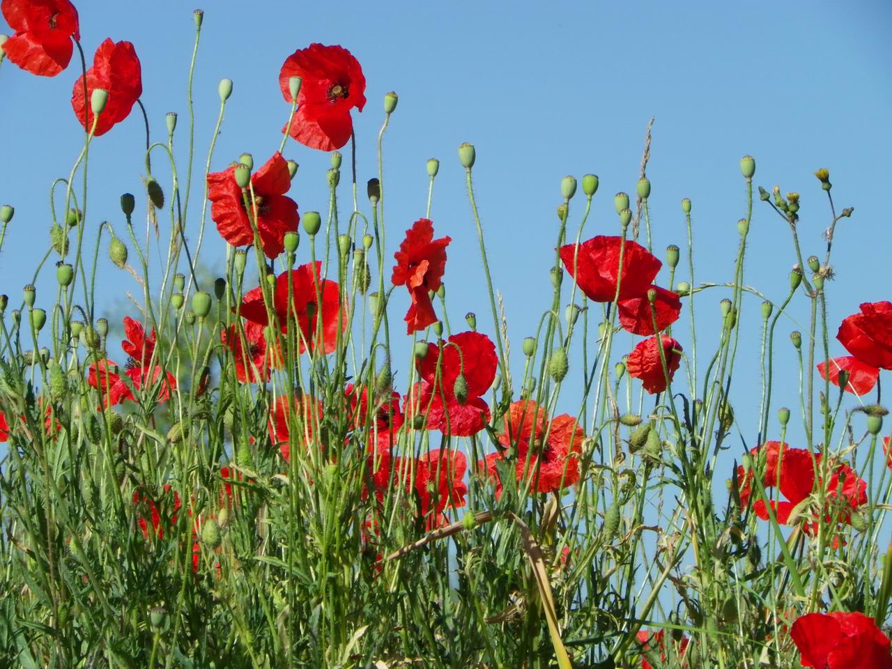 Evariste Zephyrin - photographer: Le coquelicot