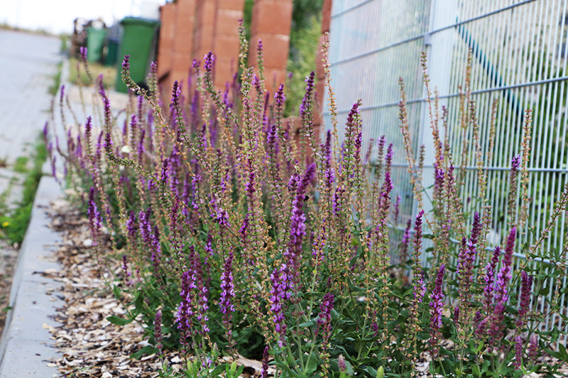 Kdy a jak ostříhat okrasnou šalvěj hajní? | Vysněná zahrada