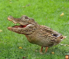 Funny And Cute Animals: Funny Alligator | In Photos-Images