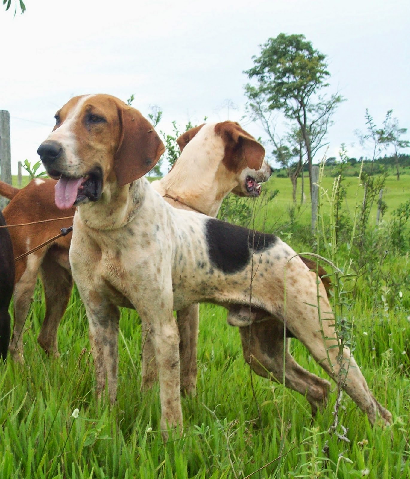 Cães & Cães: Foxhound Americano