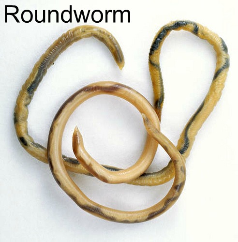 Jaliya's Biology 11 Blog: Identifying Worms