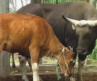 Sapi Kawin Dengan Banteng - Alampun Bertasbih