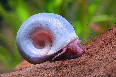 3 Best Snail for Algae Control in Fish Tank - Aquarium Society