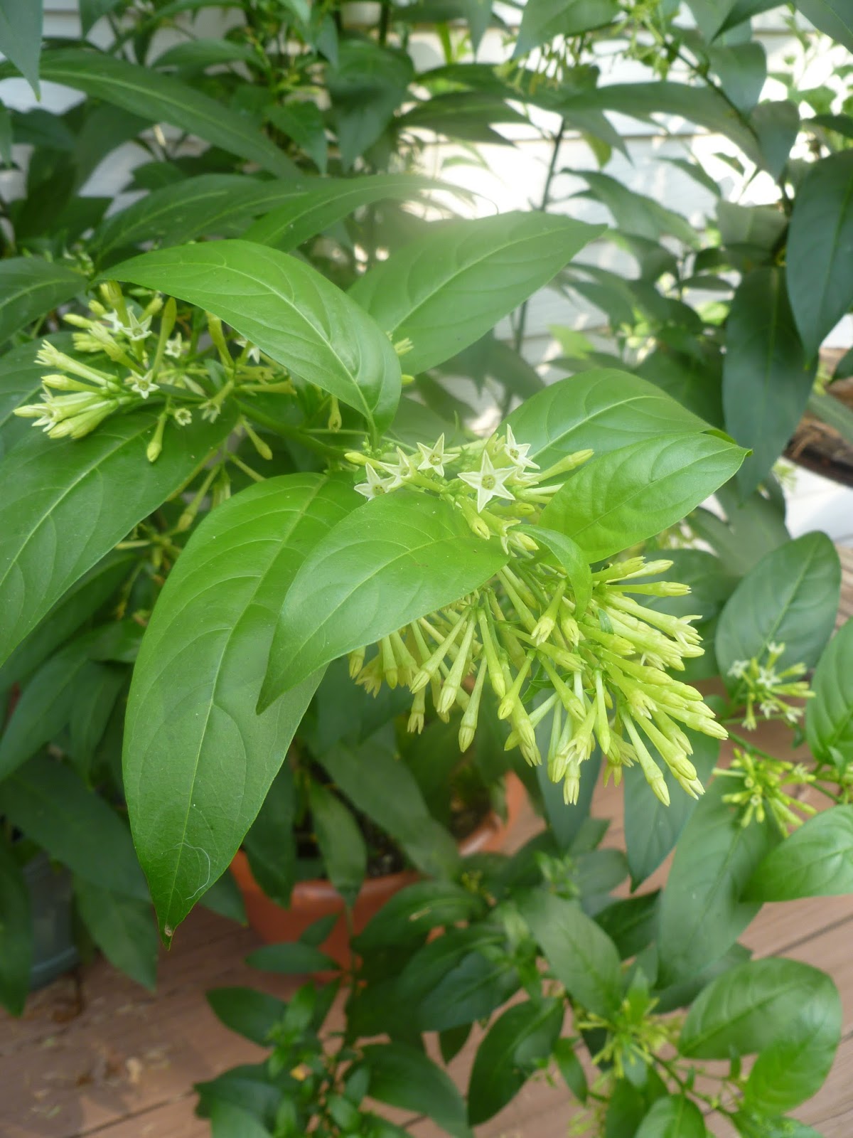 Lindaraxa: The Little Jasmine That Could