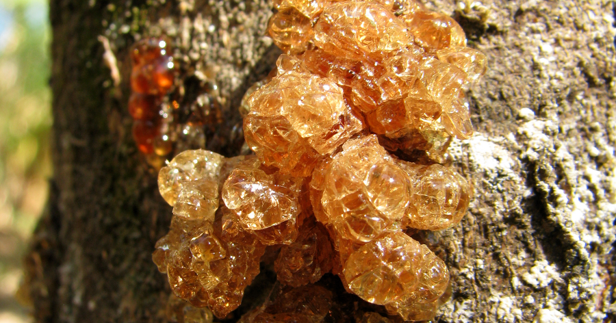 Tree Sap Crystals