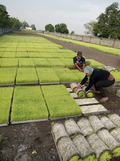 Proses Penanaman Padi ~ Raja Jempol Blog