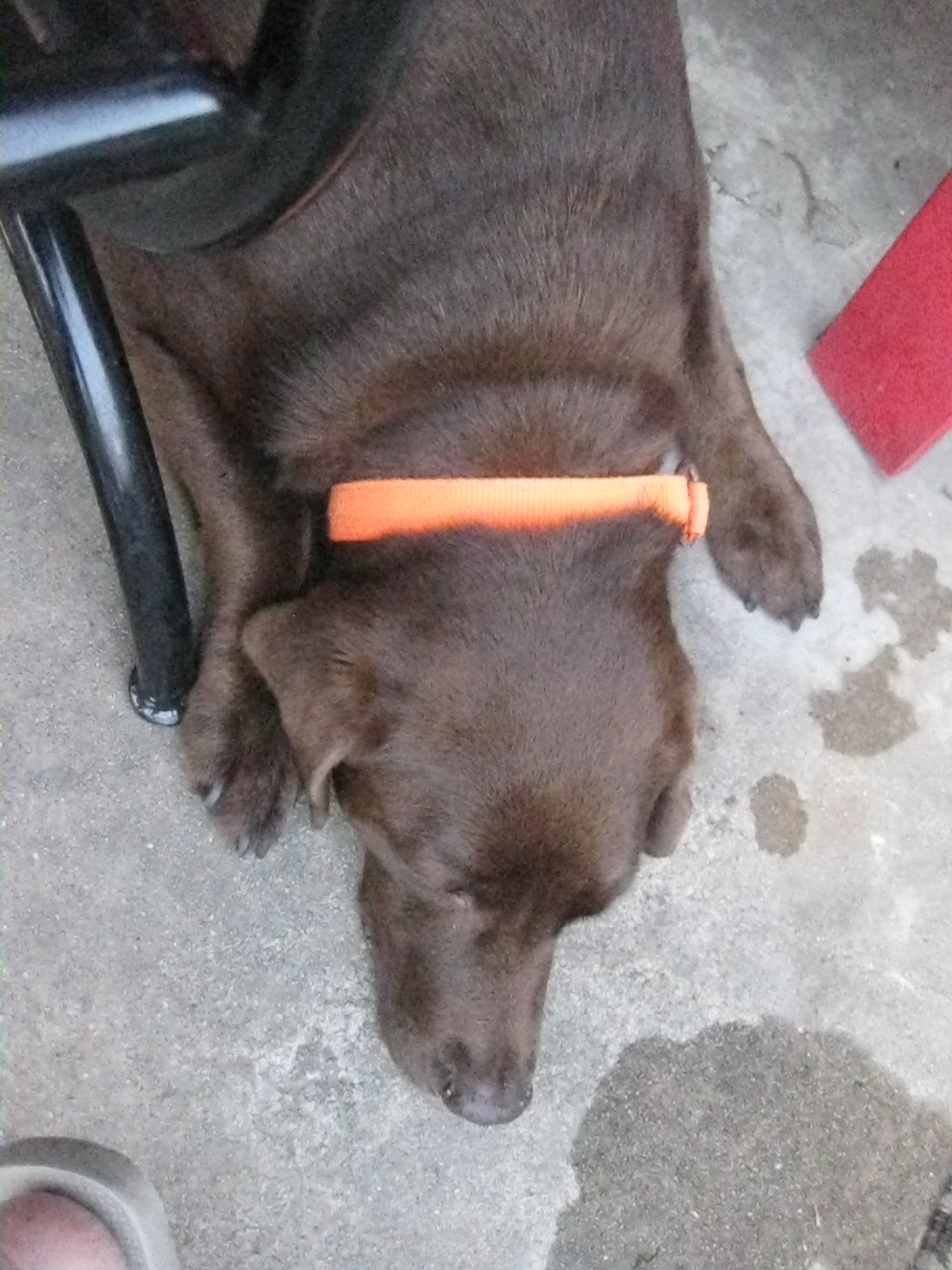 The House of Riley: Memorial Day Party...Redneck Pool Style