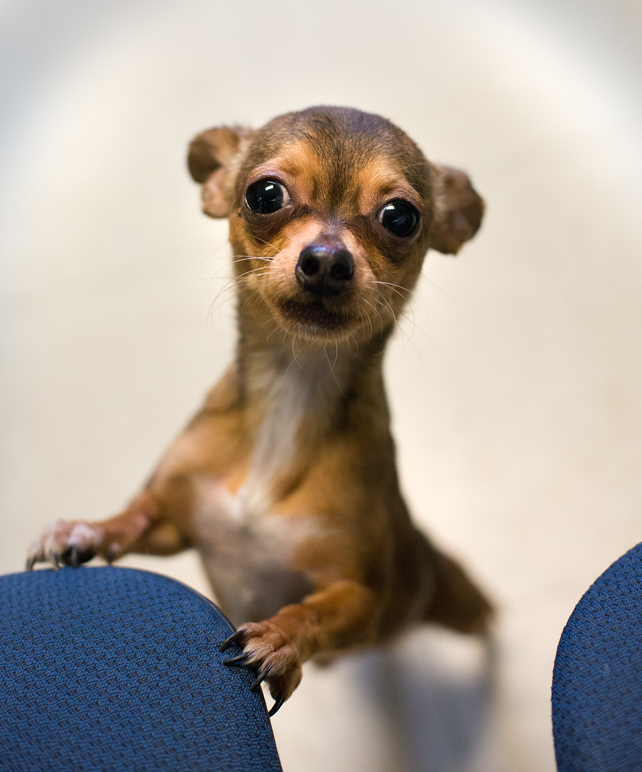 Shelter Dogs of Portland: "ANDREW " tiny silly cuddly Chihuahua