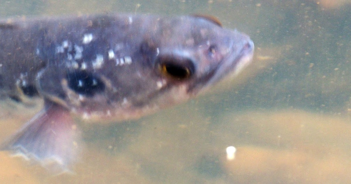 Singapore Menagerie: Forest Snakehead