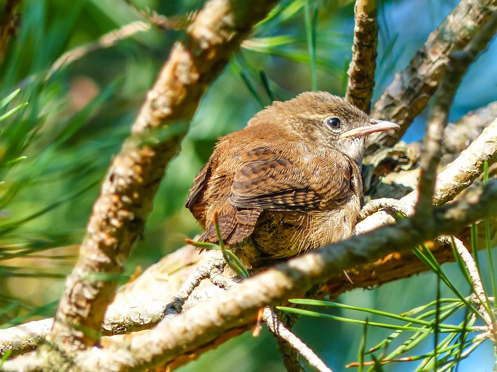Gale's Photo and Birding Blog: Fledgling House Wren