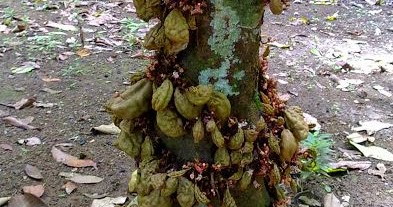 Bicara Mentari: Buah katak puru rasa sedap