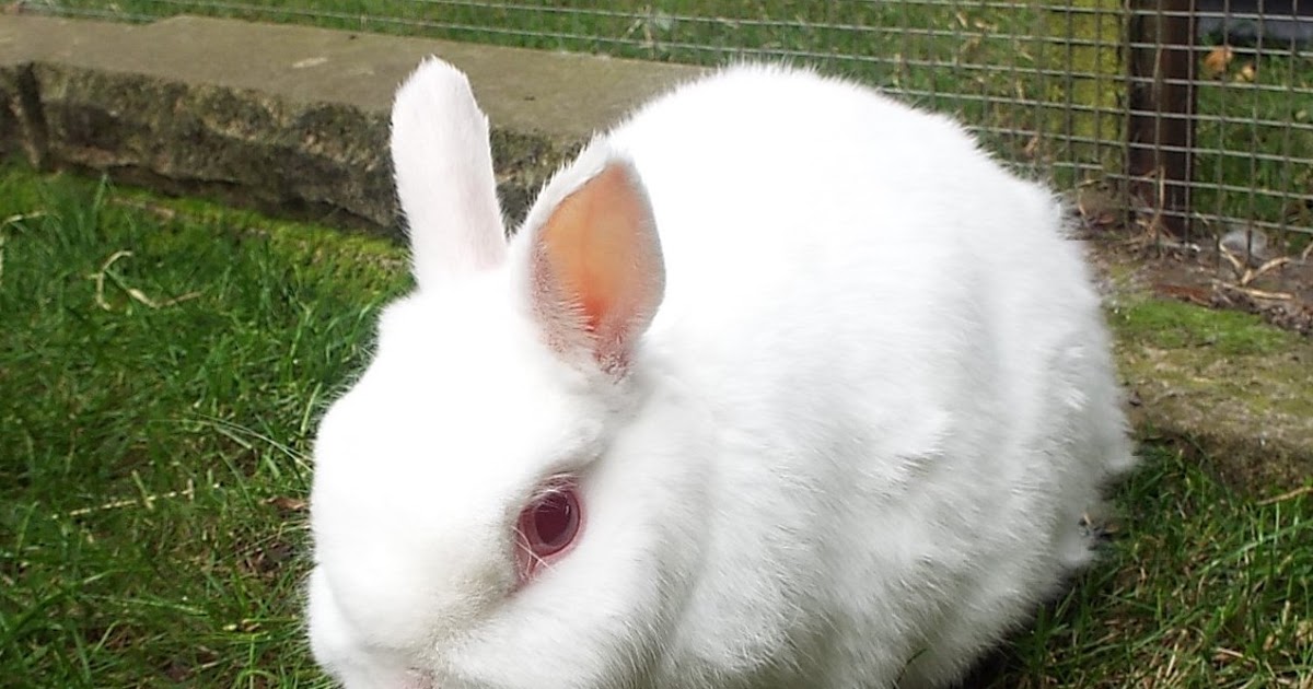 OABunnies: Albie, 8yrs, Lancashire