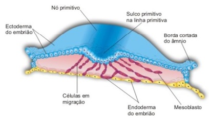 Logos Apologética: Embriologia e design inteligente (parte 2)