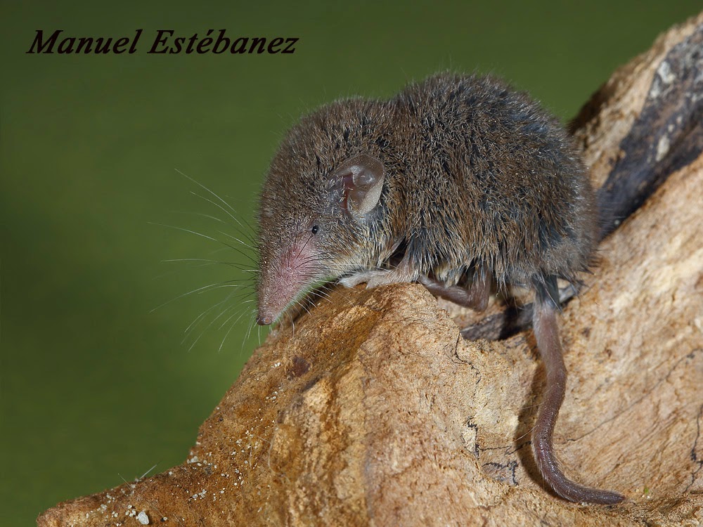 Miradas Cantábricas: Musaraña gris (Crocidura russula)