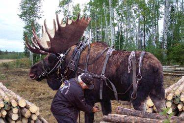 MOOSE FACTS |The Garden of Eaden
