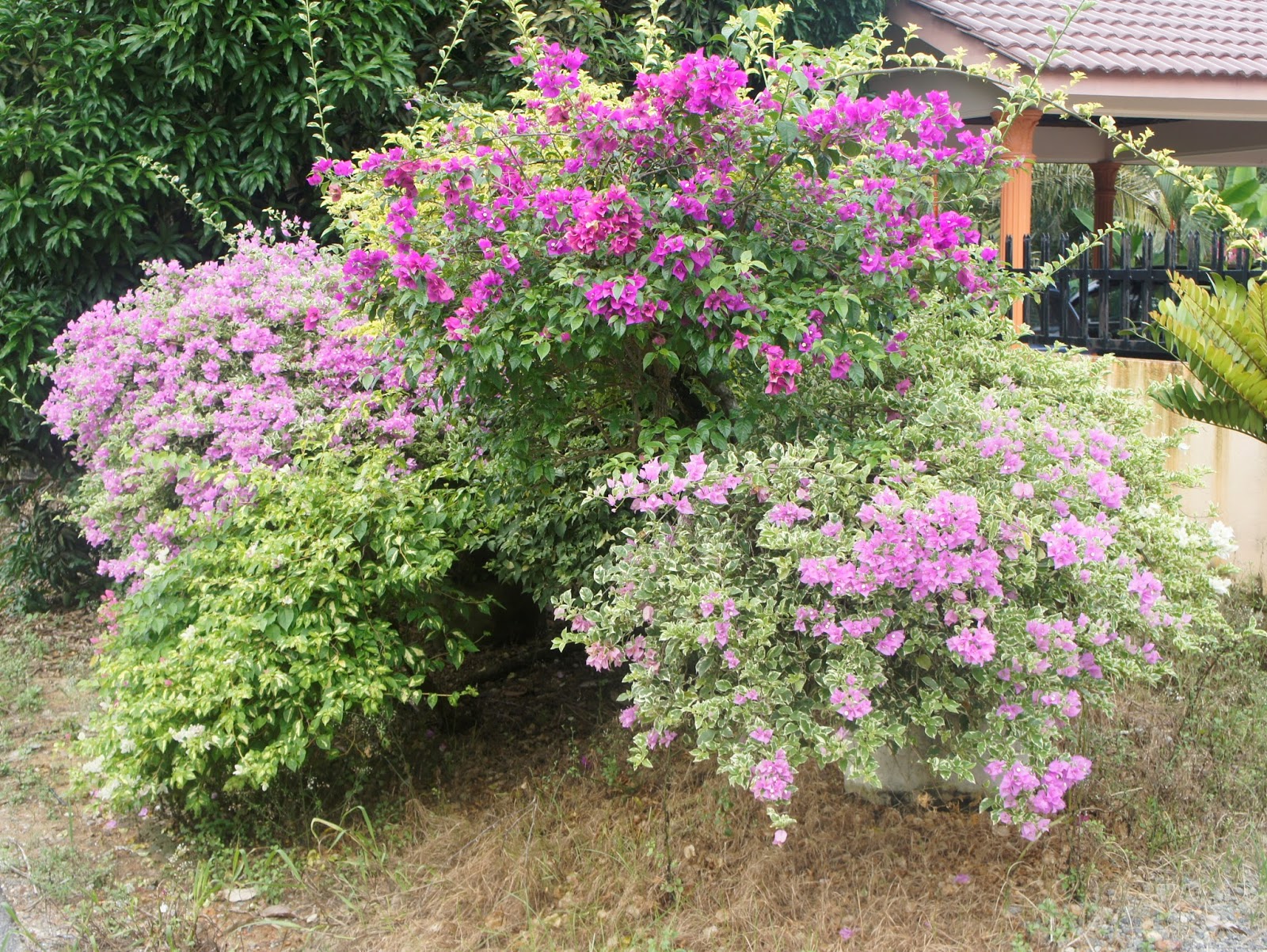 Warisan Petani: Pokok Bunga Kertas.