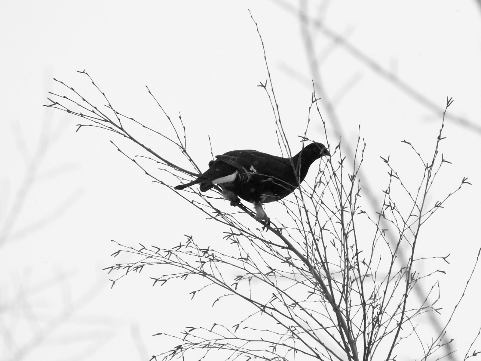 Luonnostaan : Teeriä latvassa