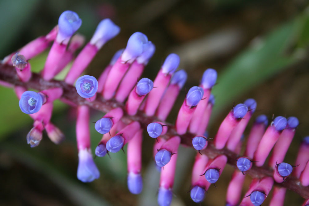 The Rainforest Garden: Aechmea Cylindrata, or Aechmea Gamosepala?