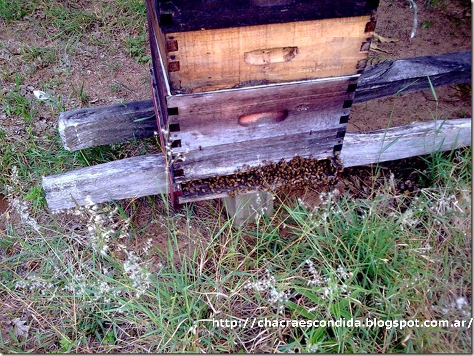 Chacra La Escondida del Palmar: Barbas