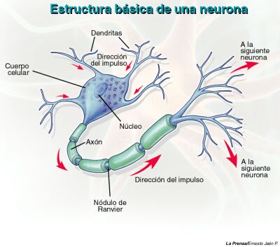 El blog de Alfonso: El diálogo de las neuronas.
