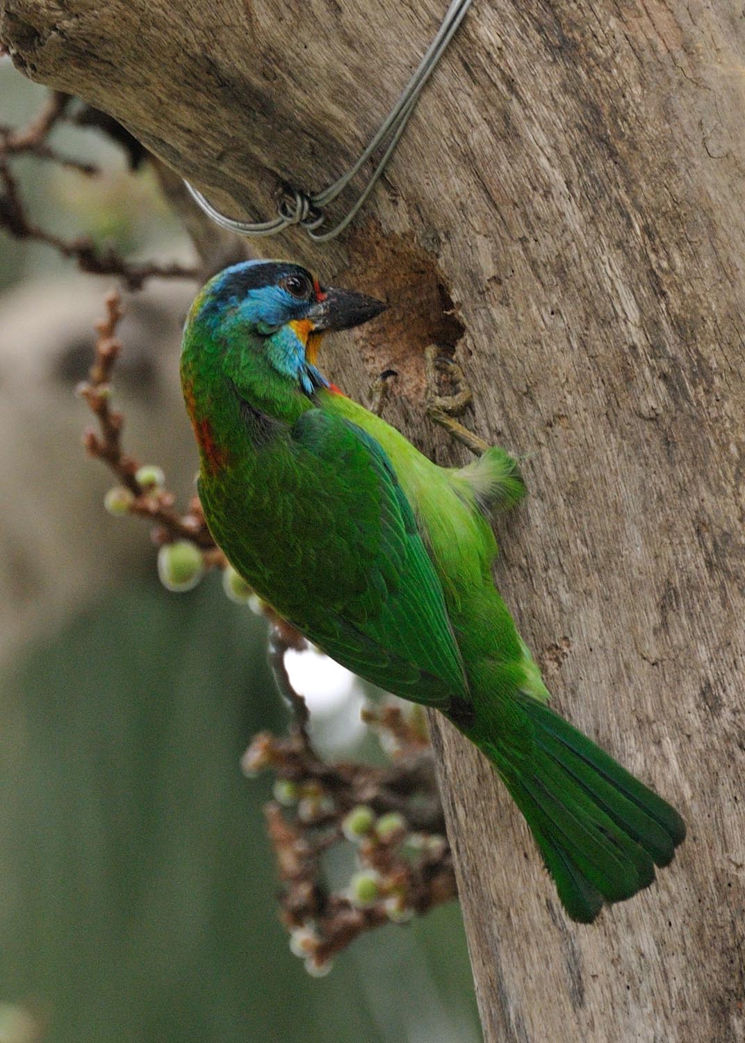 The Amazing Birds: Taiwan Barbet (五色鳥), Magalaima nuchalis
