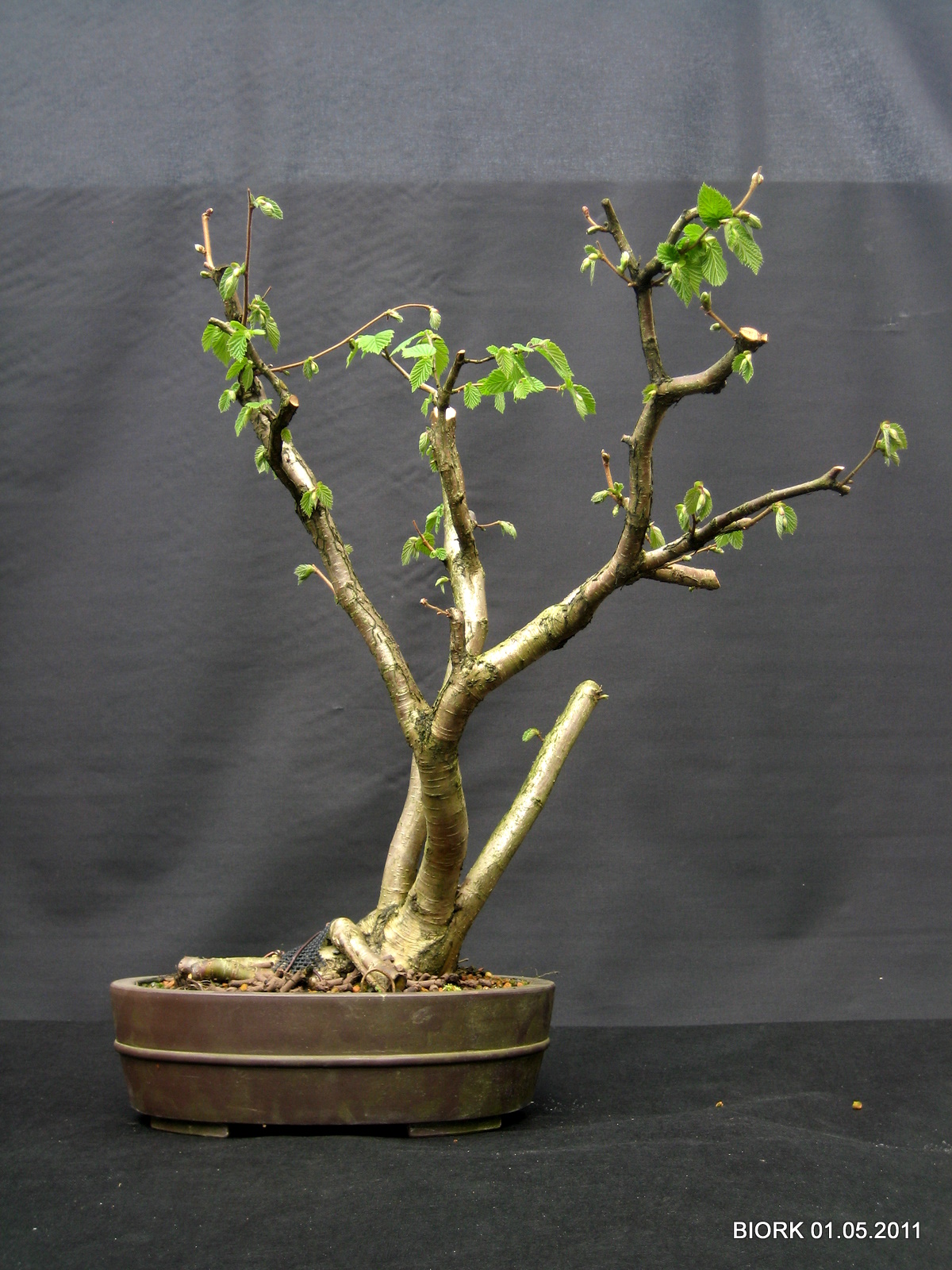My Bonsai: Hazel