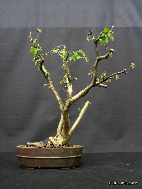 My Bonsai: Hazel