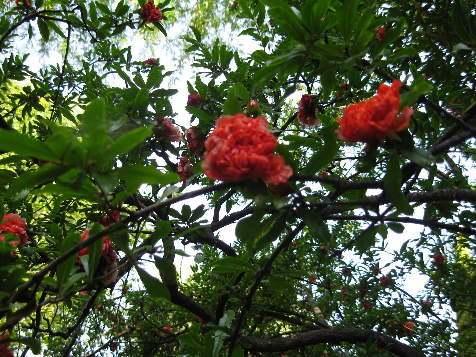 alestedemadrid: Photo España y granados en flor
