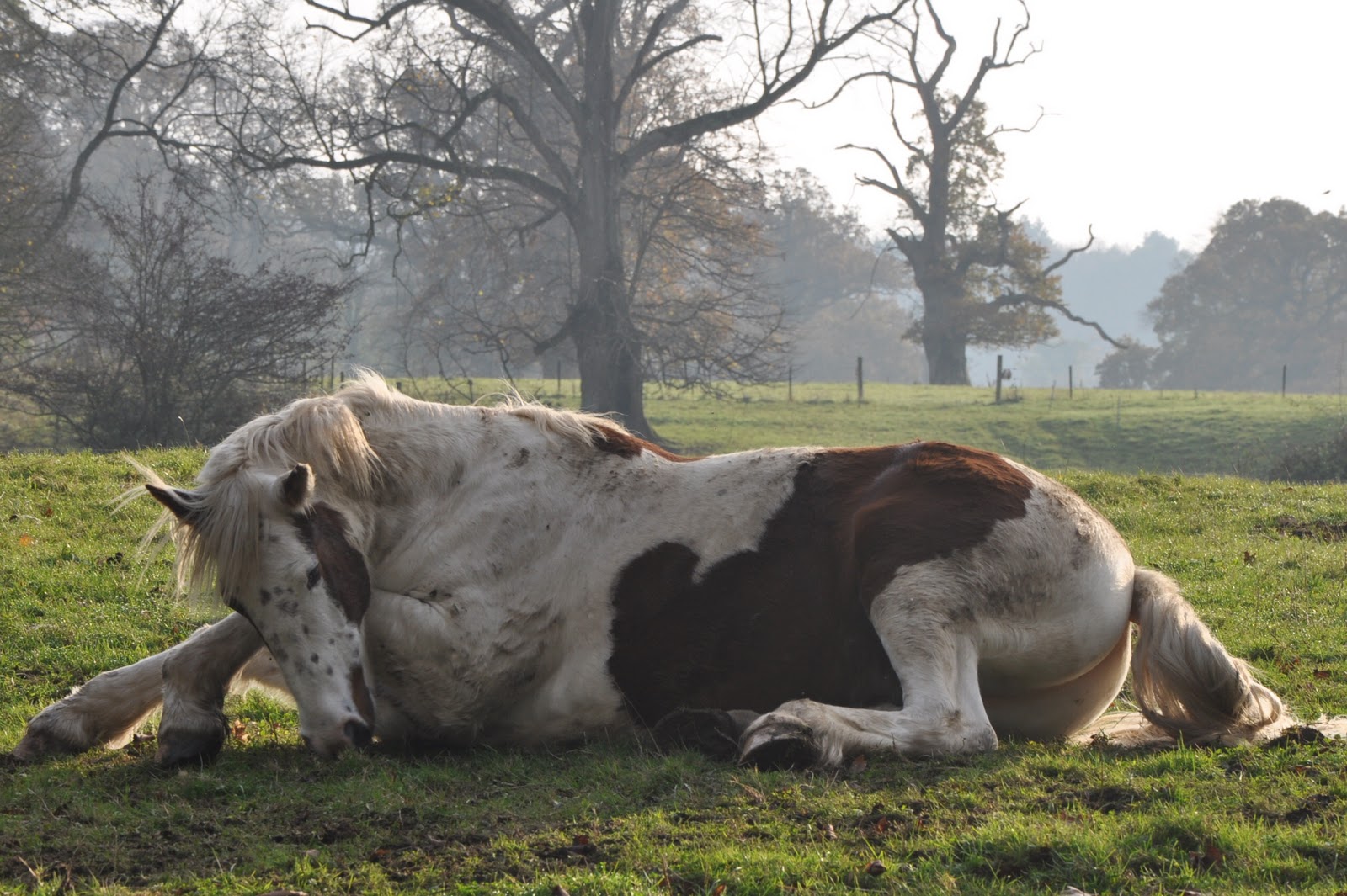 Cats, Dogs and Eiderdowns: Forde Abbey in November