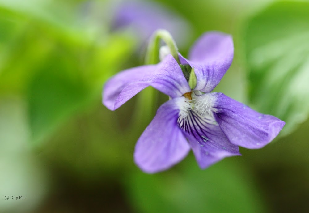 Toporași de pădure