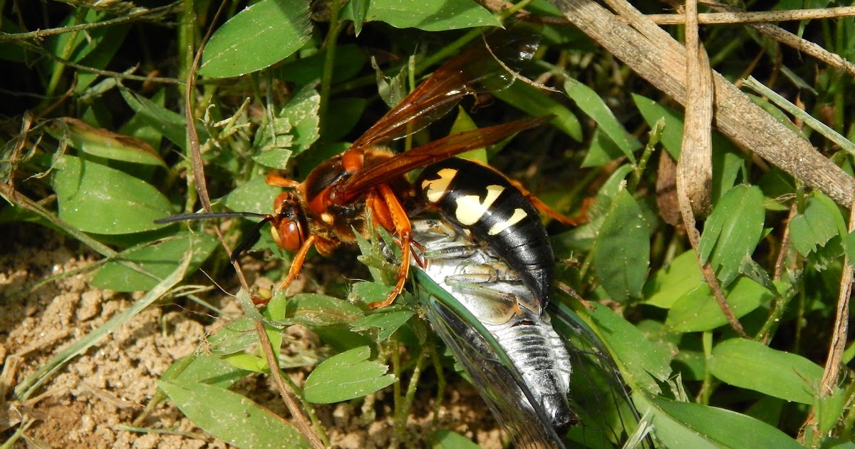 Capital Naturalist by Alonso Abugattas: Cicada Killers or Cicada Hawks