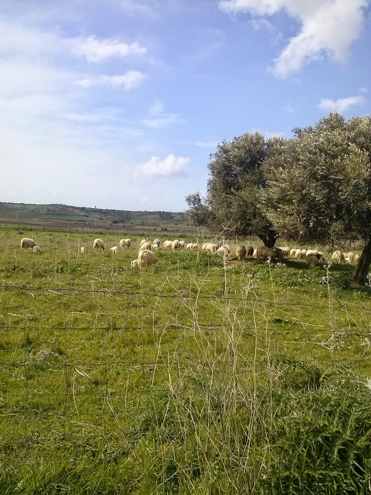 Travelogue Sardinia - Italy: Serdiana: Santa Maria di Sibiola e ...