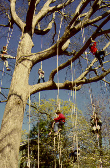 A Tribute to Trees: Tree Hugging