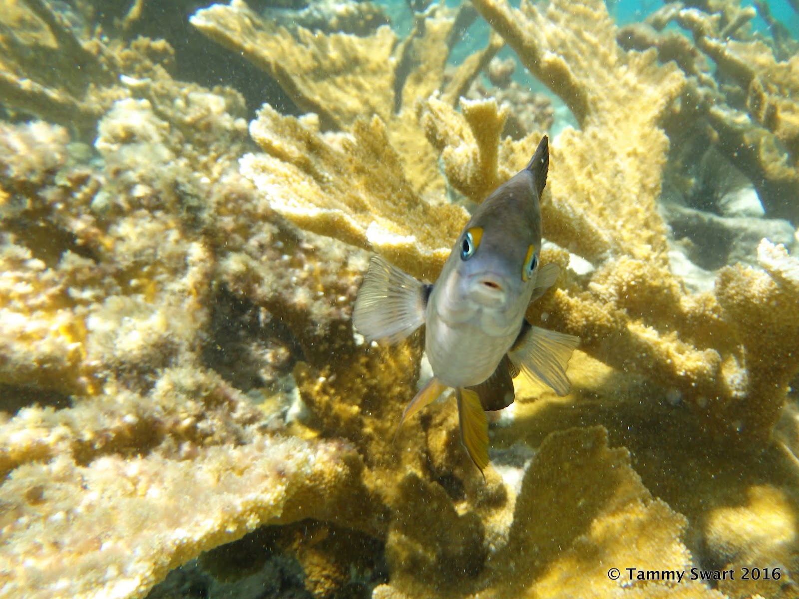 Things we did today...: Discombobulated and Recombobulated