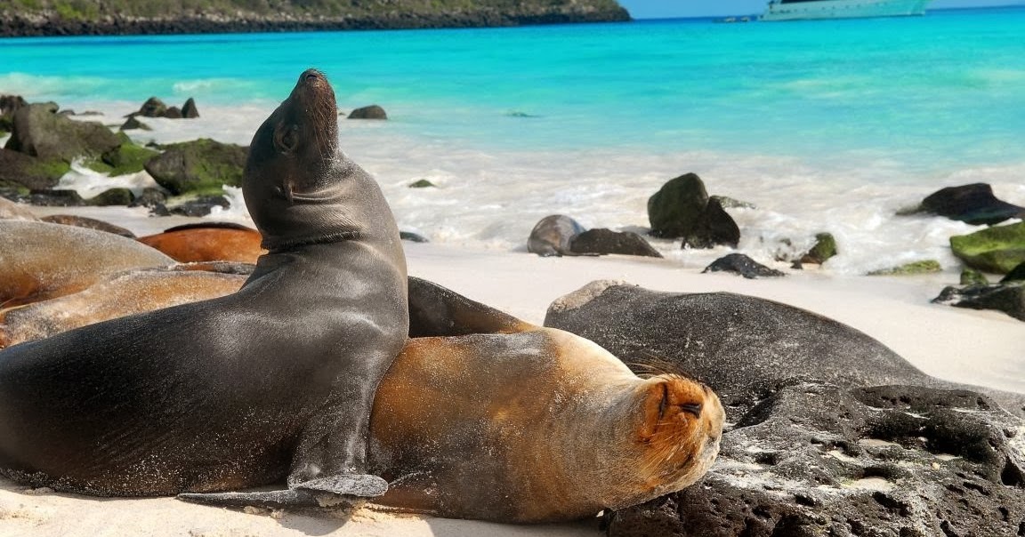 Ecuador Insular: FAUNA DE LAS ISLAS GALAPAGOS