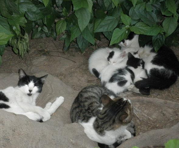 Felinos y Bigotes: Los Gatos callejeros de Lima y Roma