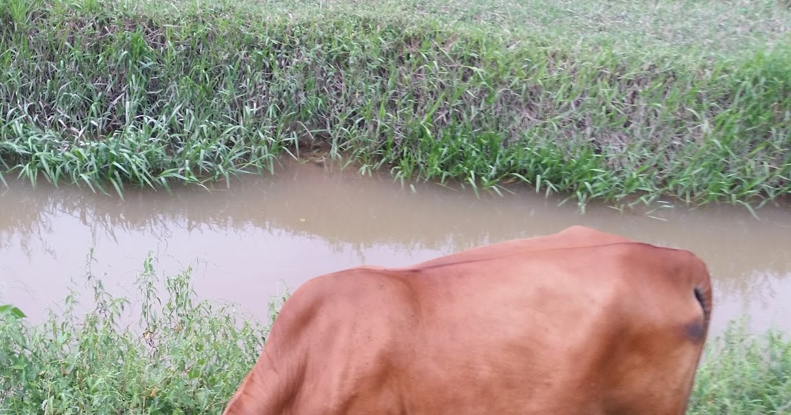 Warisan Petani: Ternakan Lembu 6