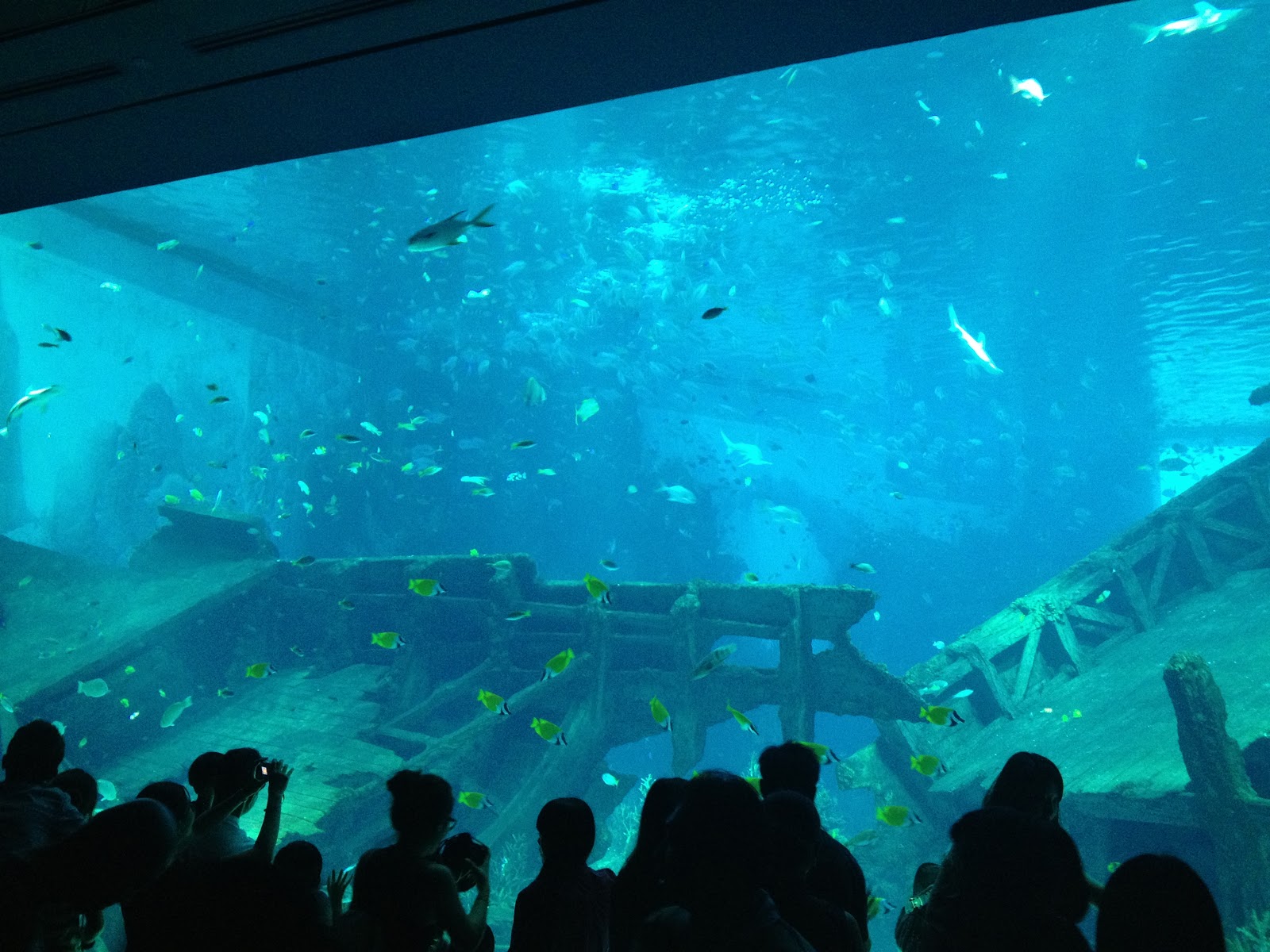 Aloha From Singapore!: S.E.A Aquarium Singapore