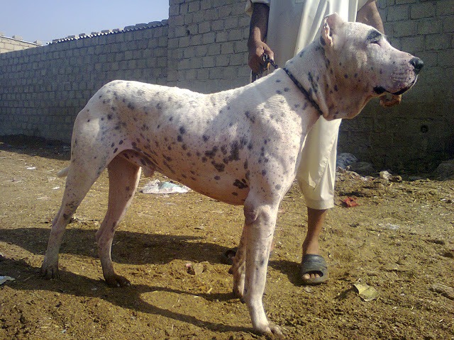 Pakistani Dog photos and Videos: Fighter Bully Dog (kutta)