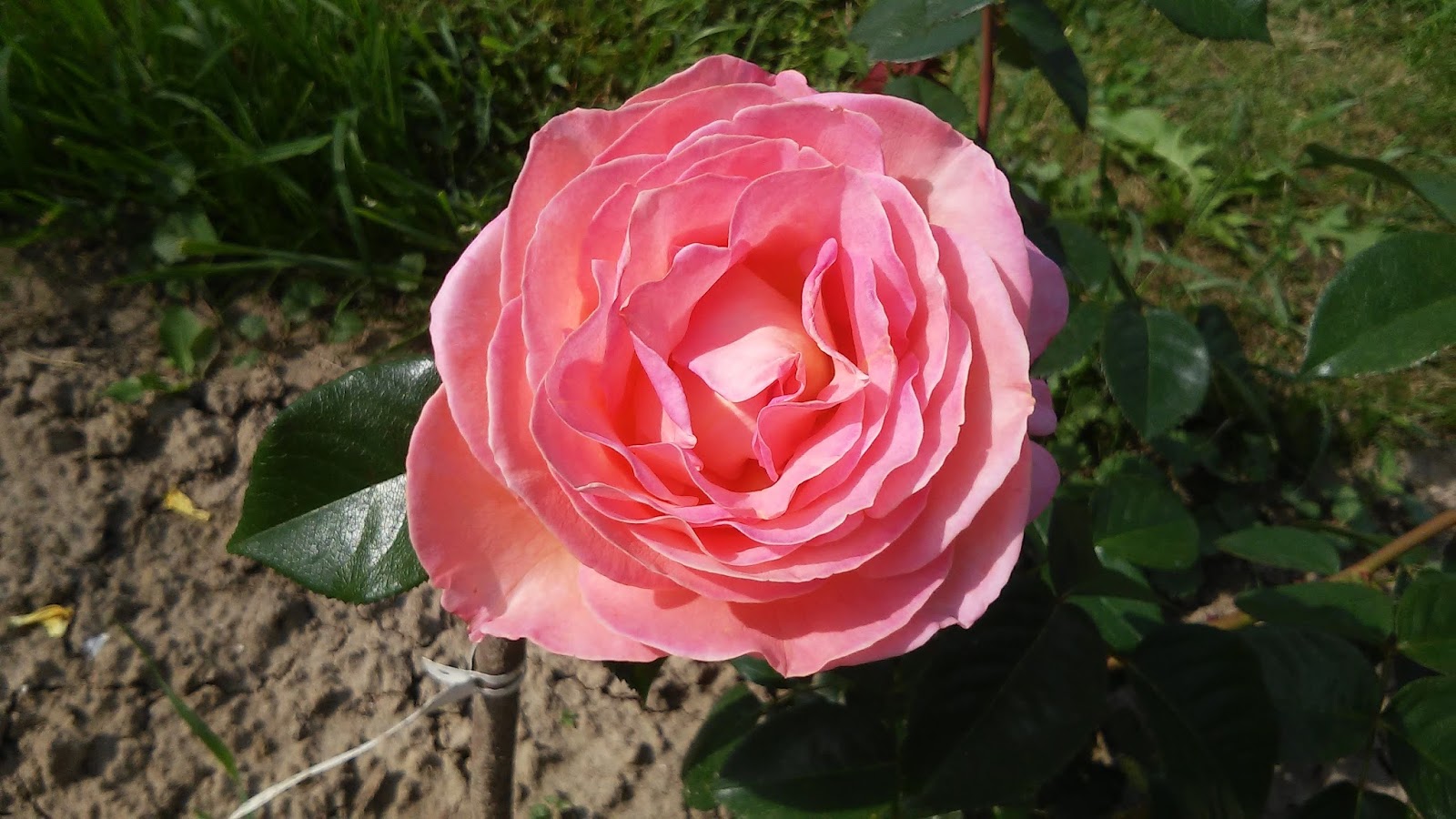 Ranczo Elma: Róża (Rose) Doris Tysterman