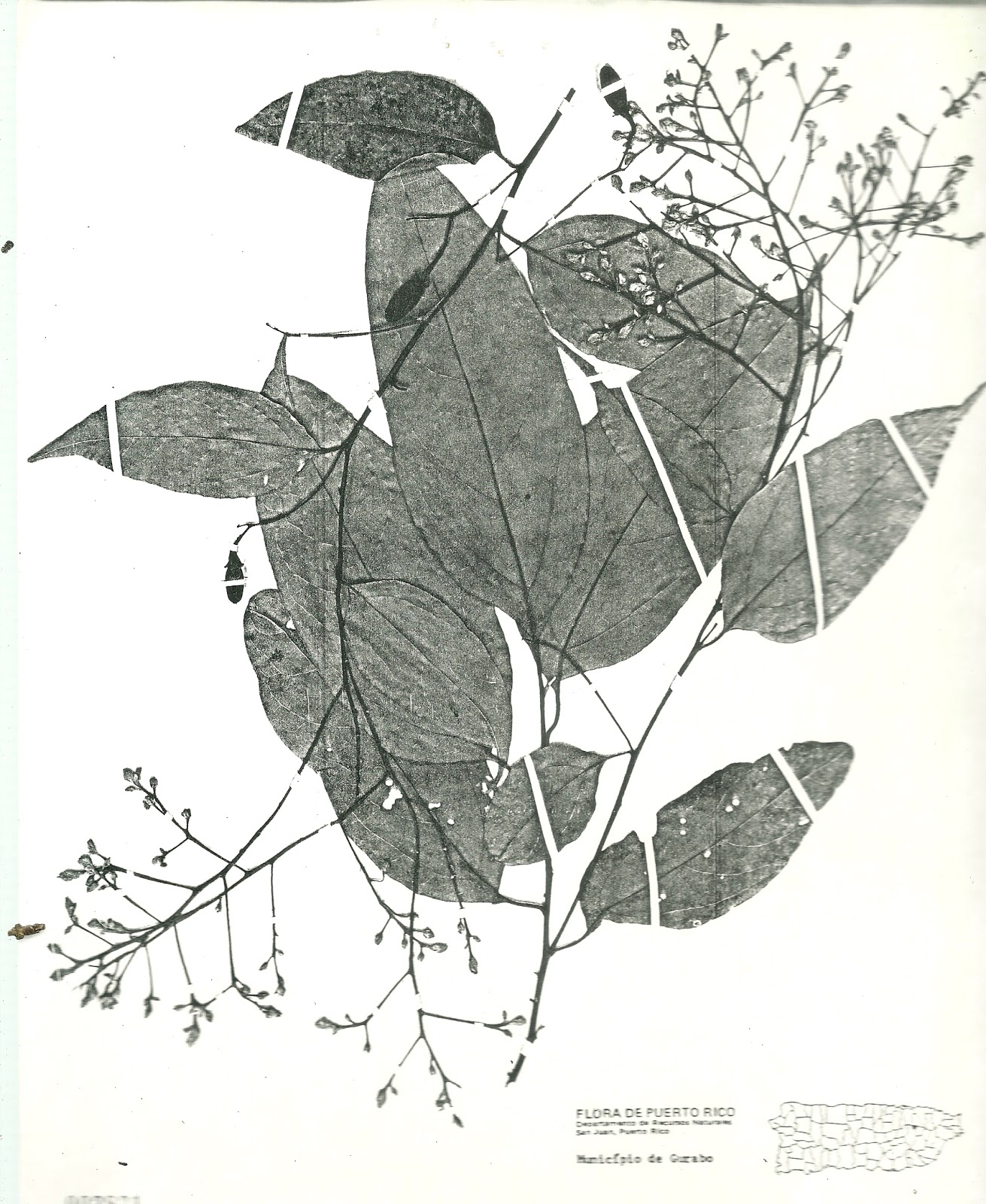 PLANT FAMILIES OF PUERTO RICO AND FLORIDA PAPO VIVES: LAURACEAE NÚM 33 ...