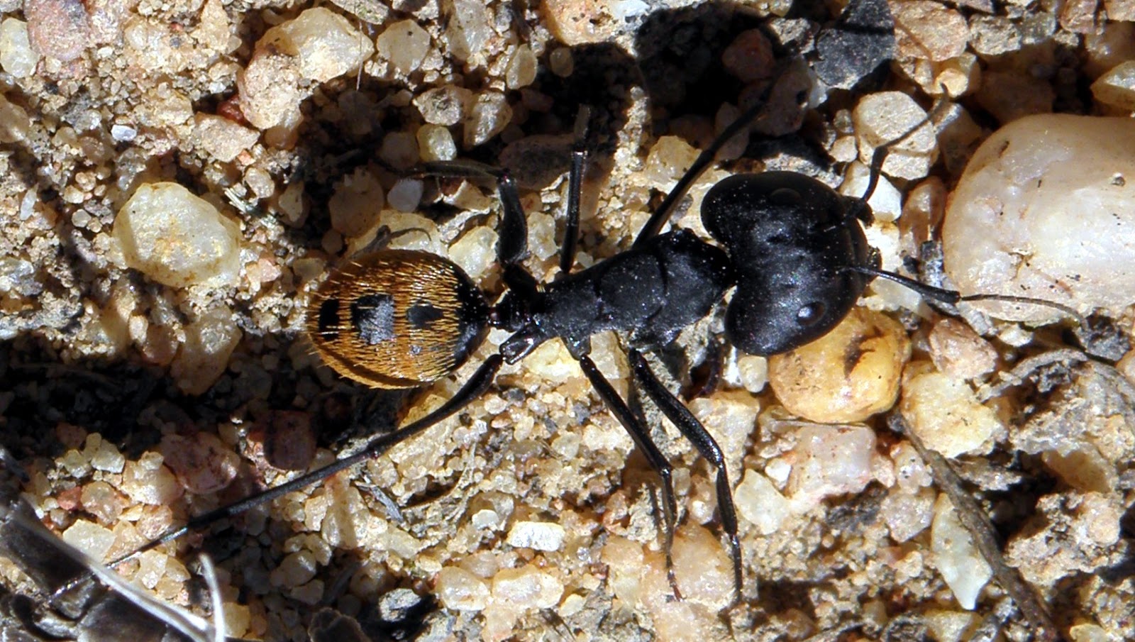 - Ants of Southern Africa -: Ant Catalogue: Southern Africa