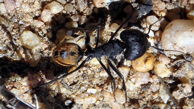 - Ants of Southern Africa -: Ant Catalogue: Southern Africa