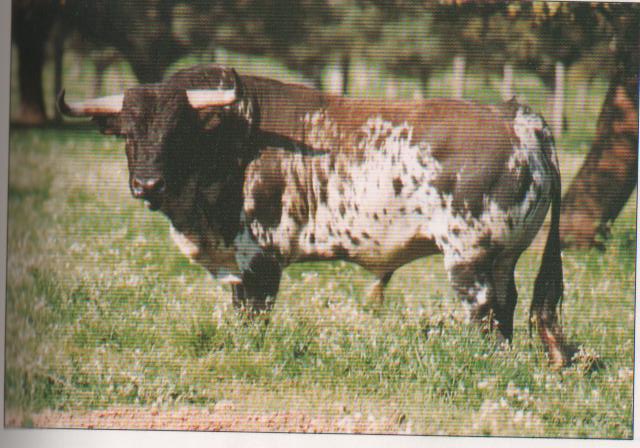 La Tauromaquia en Tarifa: LA MONOTONÍA EN LA FIESTA DE LOS TOROS
