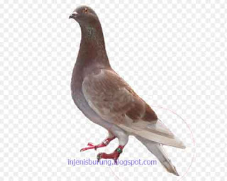 Burung Merpati Warna Menurut Karakternya | Informasi Burung Juara