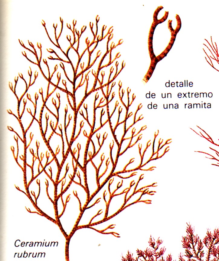 A la palestra : Ceramium rubrum